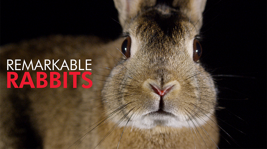 Remarkable Rabbits - Academy.ca - Academy.ca