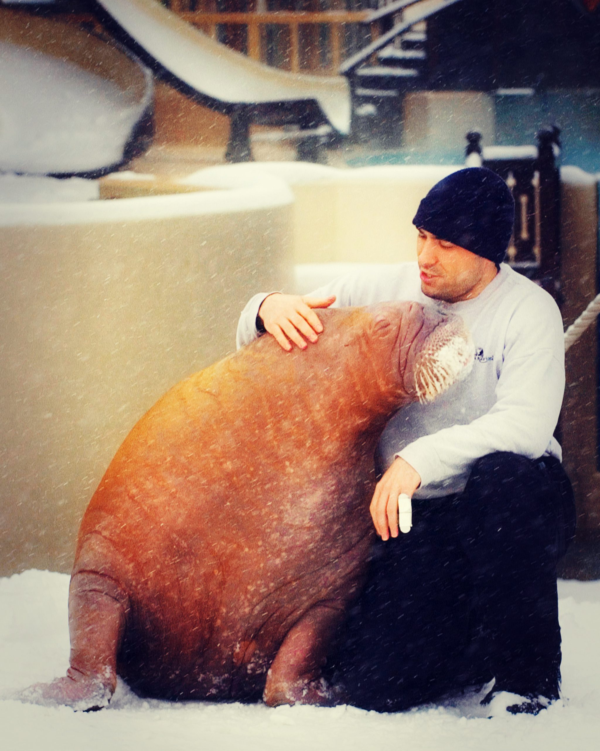 The Last Walrus - Academy.ca - Academy.ca